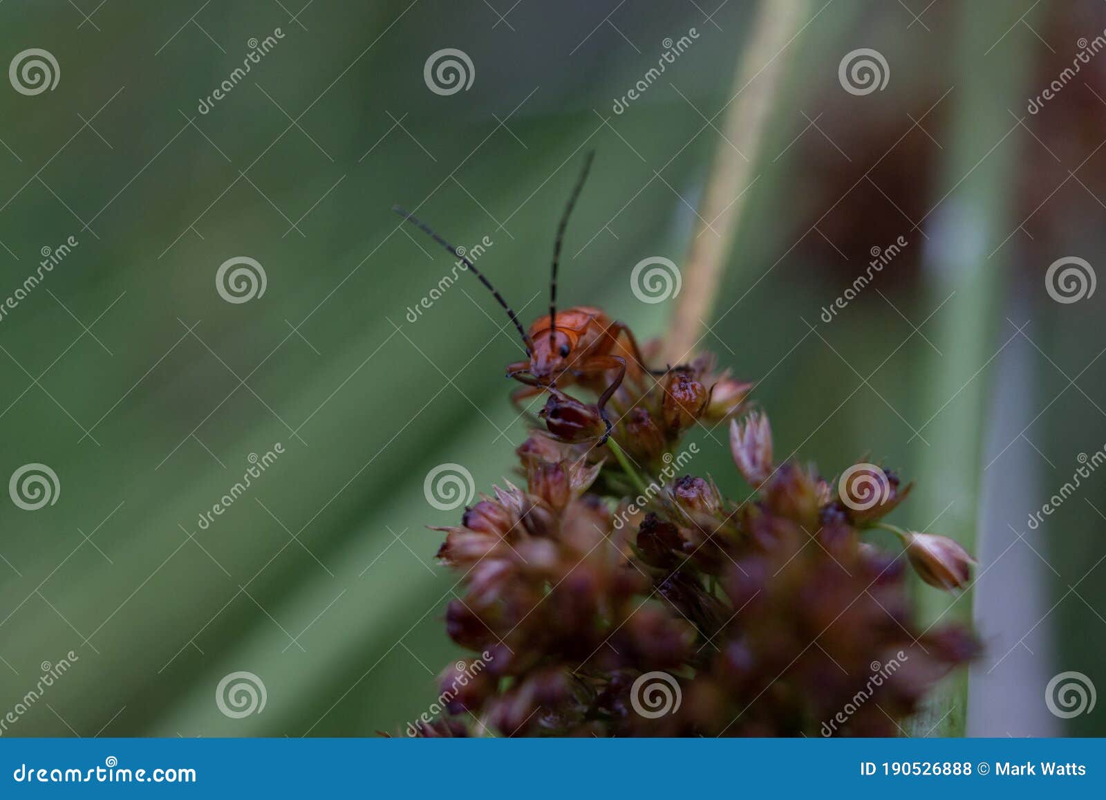 Red bug on reed seeds stock photo. Image of blossom - 190526888