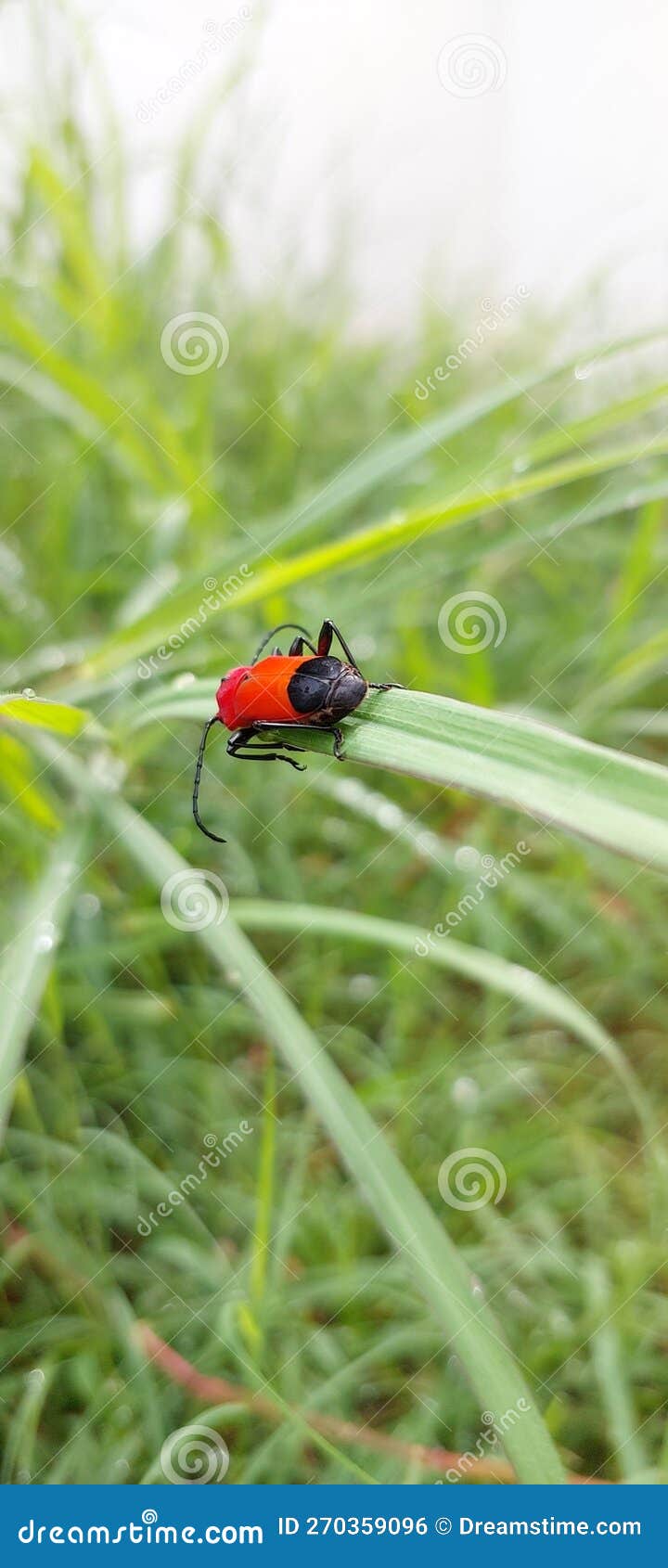 A Red Bug Relaxing on a Blade of Grass Stock Photo - Image of green ...