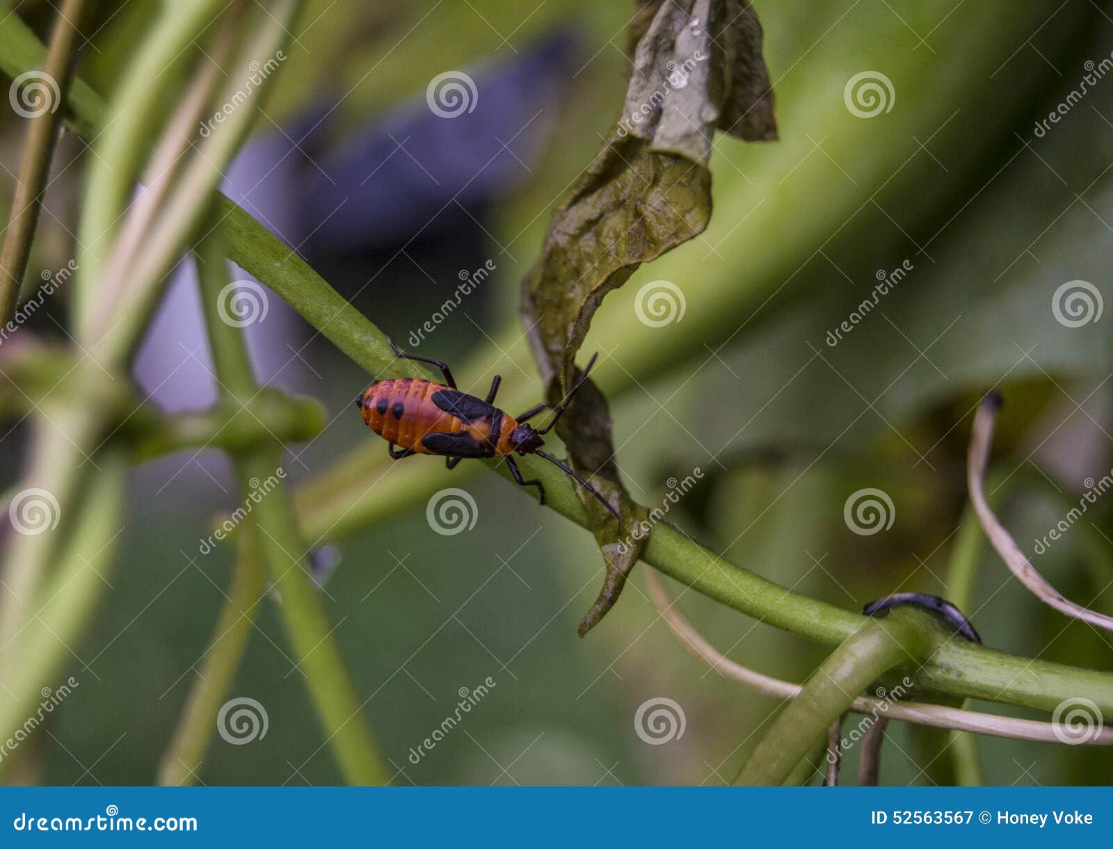Red Bug stock image. Image of twig, garden, pest, climbing - 52563567