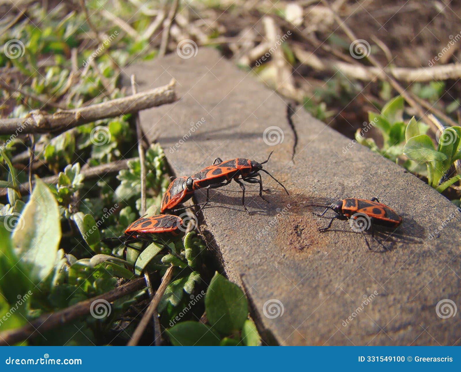 Red Bug Soldier in Macro. Red Insects with Black Dots. Soldiers Mating ...