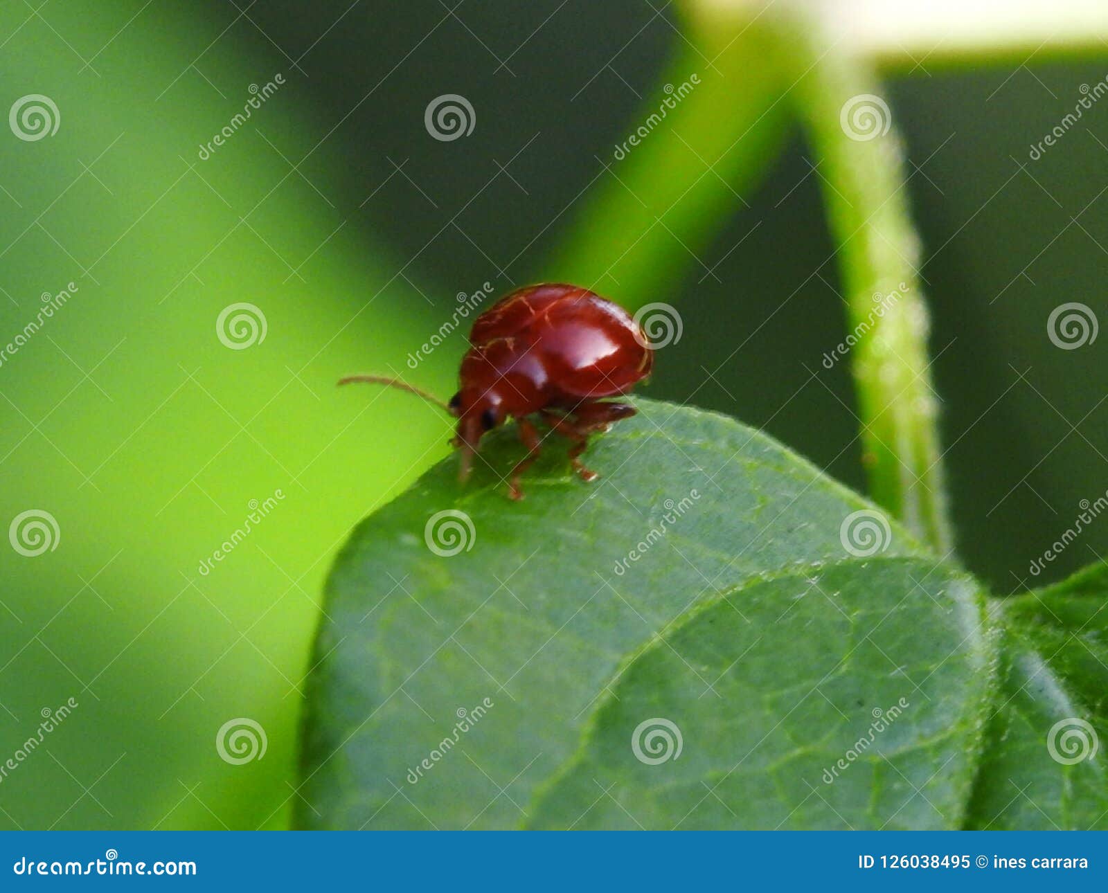 Red bug stock image. Image of sphaeroderma, rubidum - 126038495