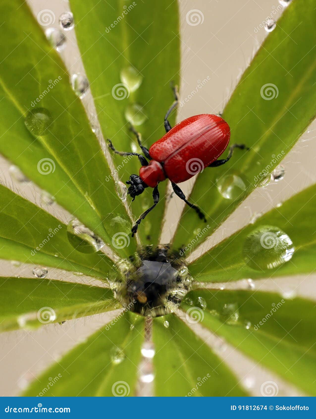 Red bug stock photo. Image of ecology, garden, bright - 91812674