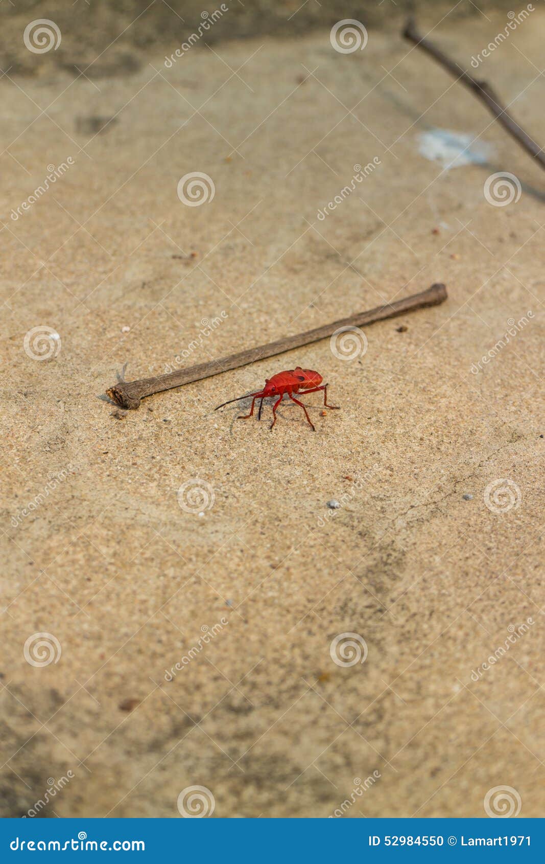 The Red Bug Standing Near the Piece of Wood Stock Photo - Image of ...