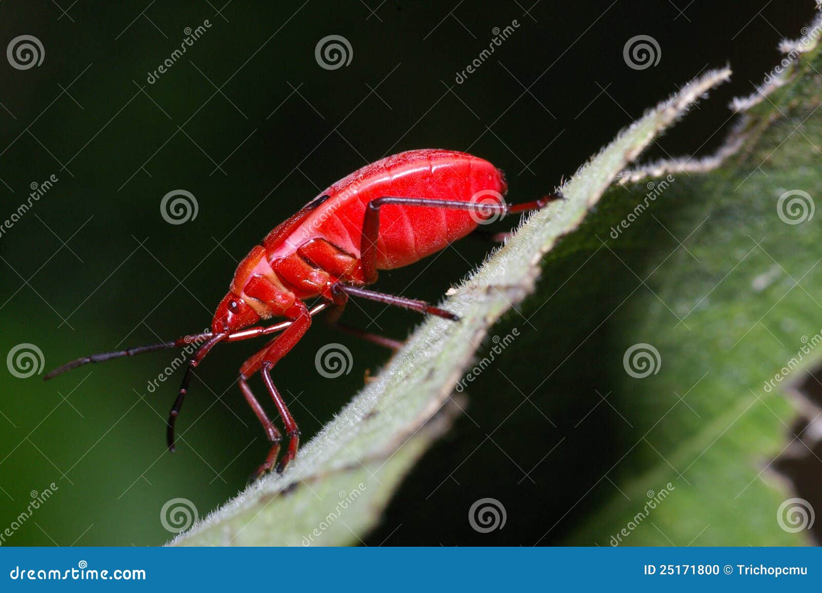Red bug from Thailand stock photo. Image of heteroptera - 25171800