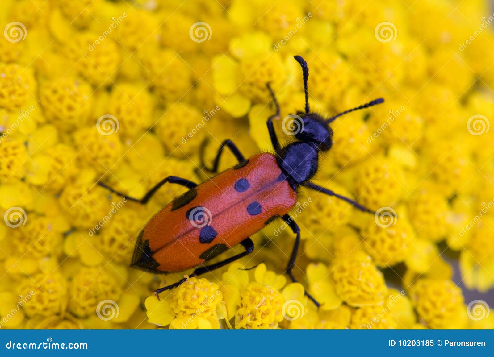Red bug on yellow flower stock image. Image of legs, insect - 10203185