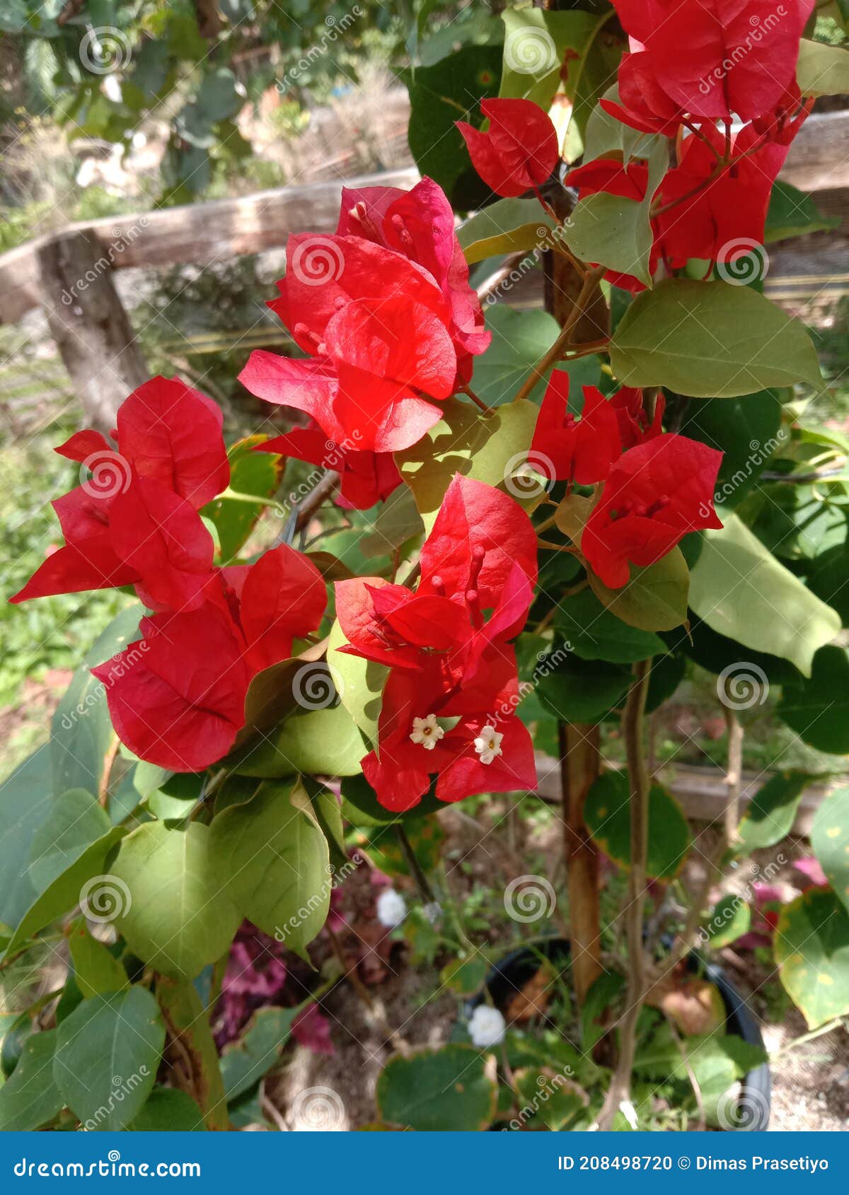 Bugen Stock Photos - Free & Royalty-Free Stock Photos from Dreamstime