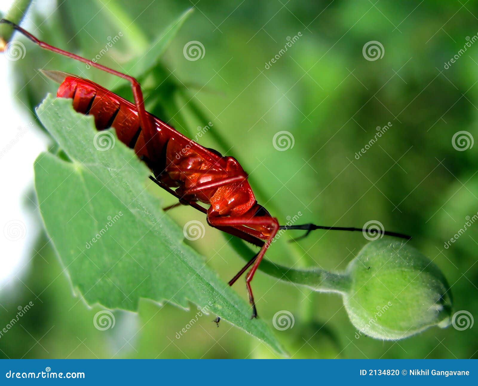 Red Bugs stock photo. Image of bugs, leaf, legs, leaves - 2134820