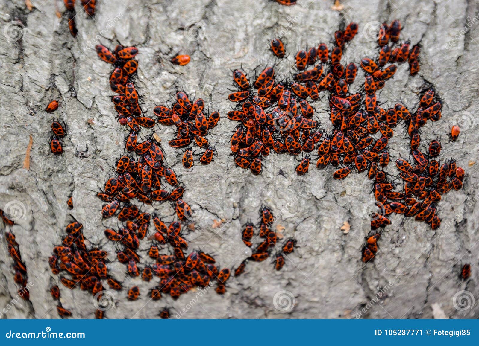 Red Bugs Bask in the Sun on Tree Bark. Autumn Warm-soldiers for Beetles ...