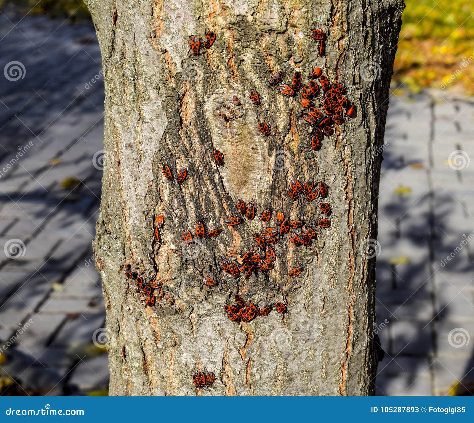Red Bugs Bask in the Sun on Tree Bark. Autumn Warm-soldiers for Beetles ...