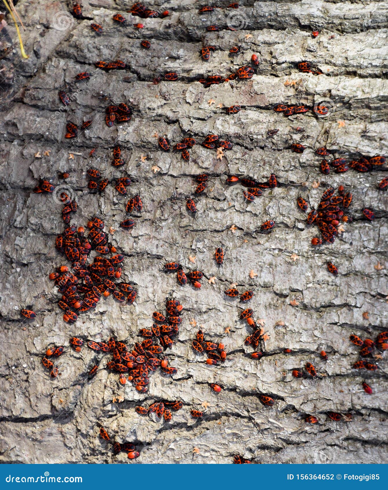 Red Bugs in the Sun on Tree Bark. Autumn Warm-soldiers for Beetles ...