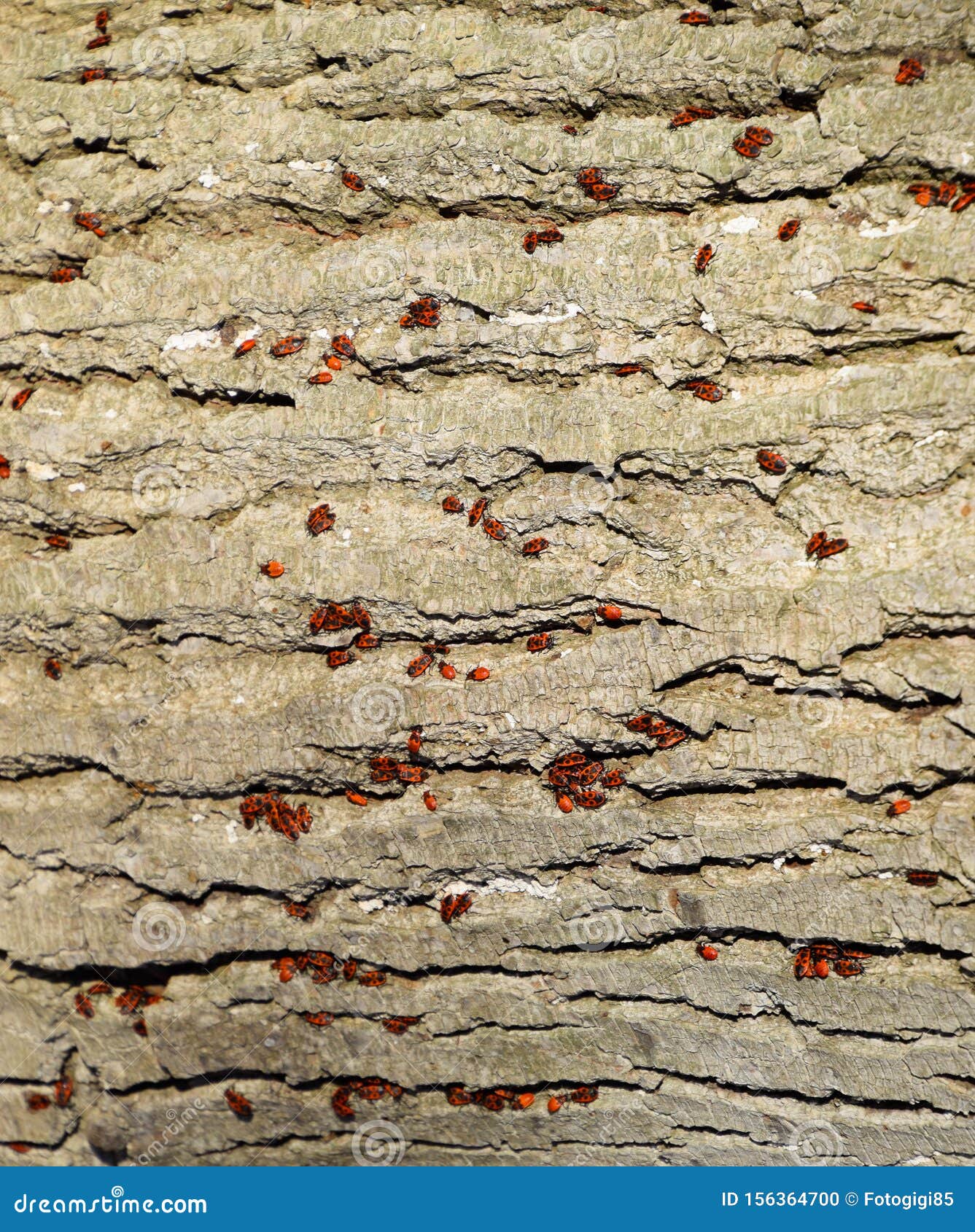Red Bugs in the Sun on Tree Bark. Autumn Warm-soldiers for Beetles ...