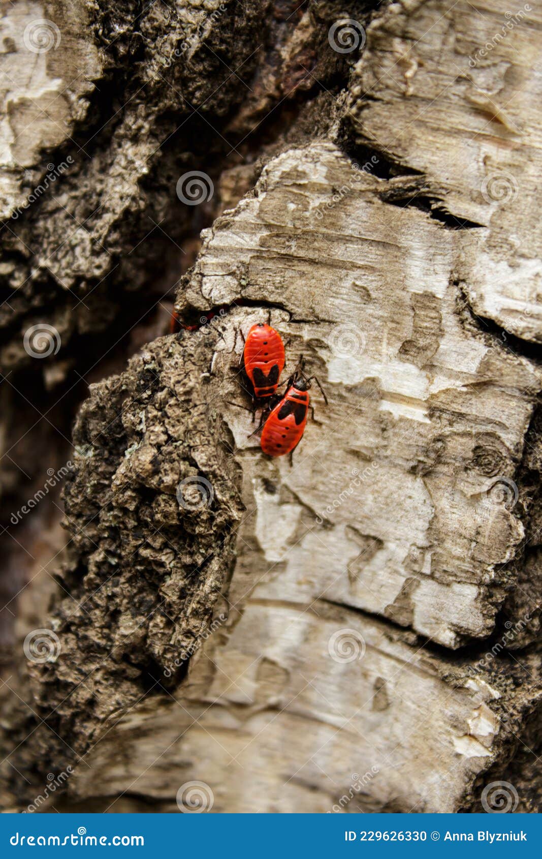 Red bugs on birch bark stock photo. Image of spots, outdoor - 229626330