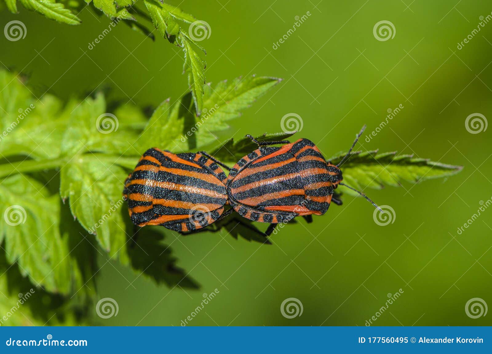 Red Bugs with Black Stripes Mate on Leaf Stock Image - Image of imago ...