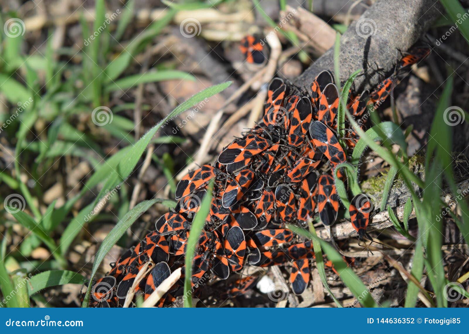 The red bugs stock photo. Image of fire, insects, hemiptera - 144636352