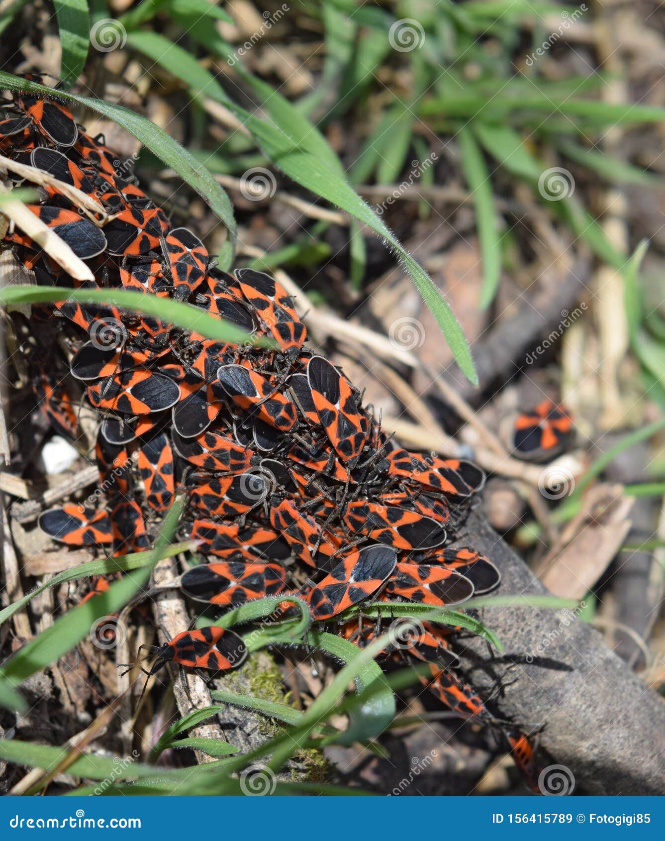 The red bugs stock image. Image of habitat, healthy - 156415789
