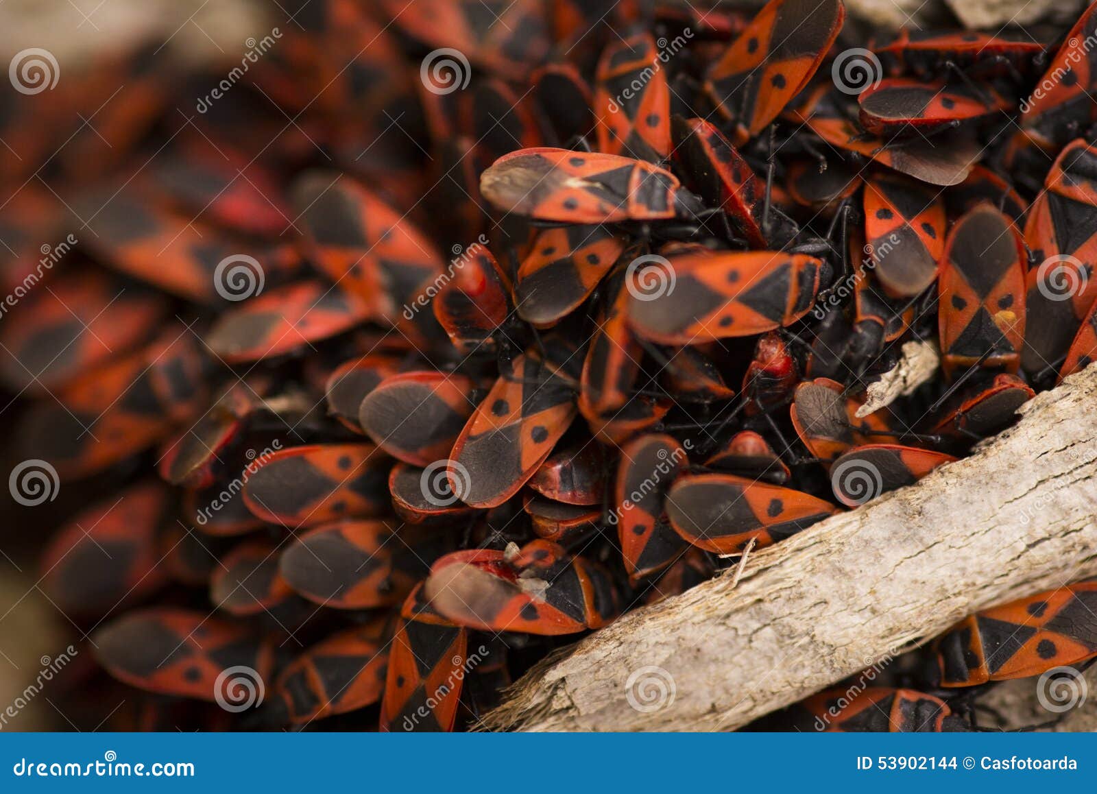 Red bugs stock photo. Image of wood, animals, group, shot - 53902144