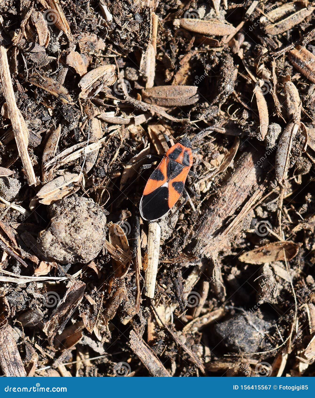 The red bugs stock image. Image of field, habitat, insects - 156415567