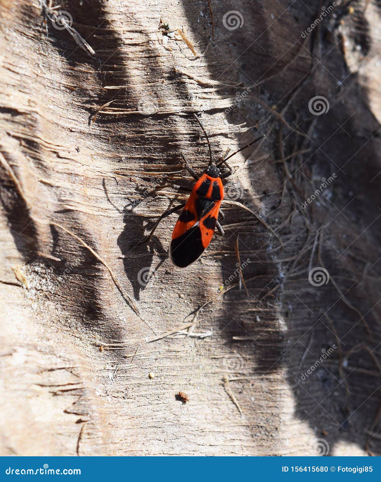 The red bugs stock photo. Image of heteroptera, closeup - 156415680