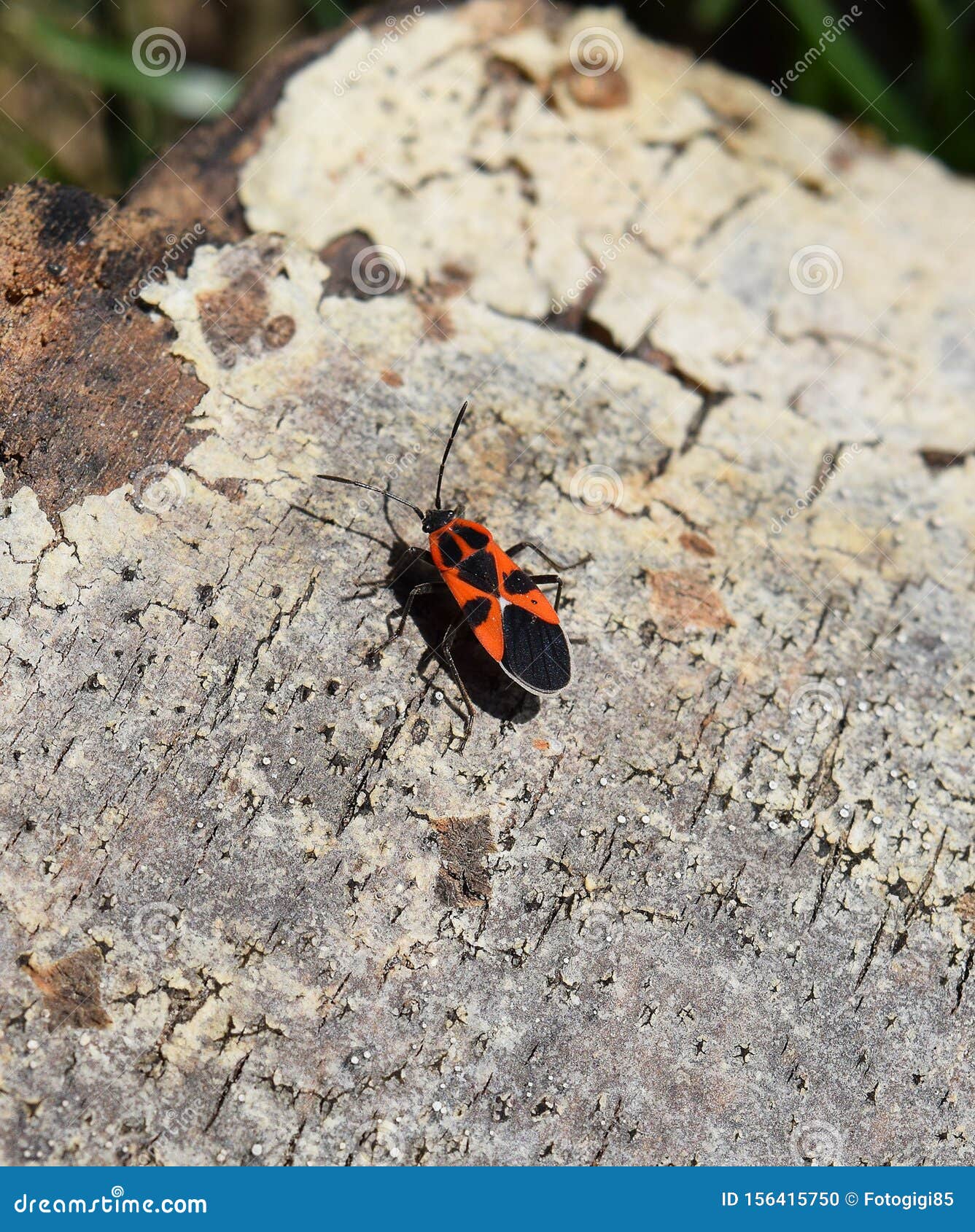 The red bugs stock photo. Image of copulating, closeup - 156415750