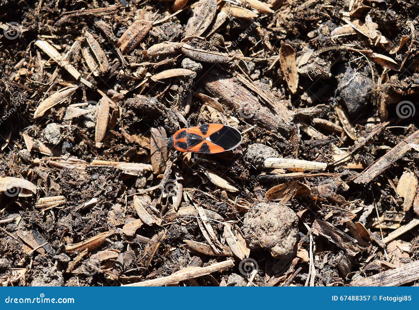 The red bugs stock image. Image of liquid, fauna, drop - 67488357