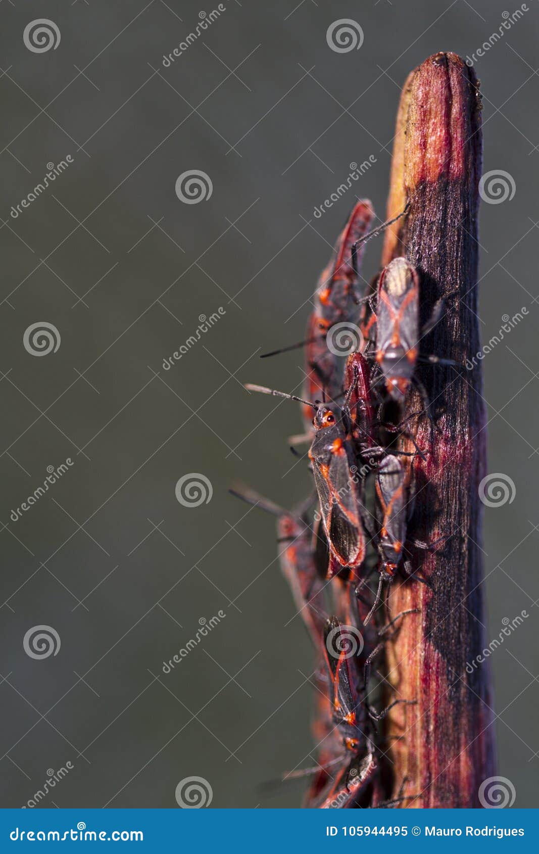 Red Bugs (lygaeus Equestris) on a Plant Stock Image - Image of climber ...