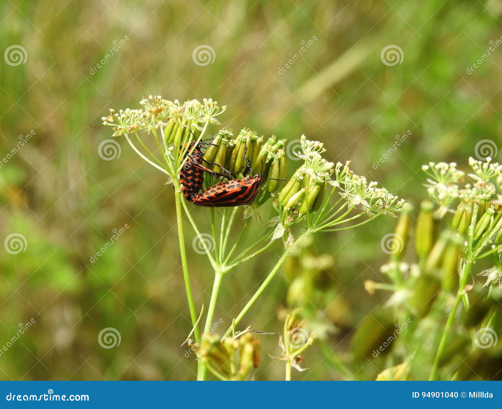Red bugs on plant stock photo. Image of lithuania, view - 94901040