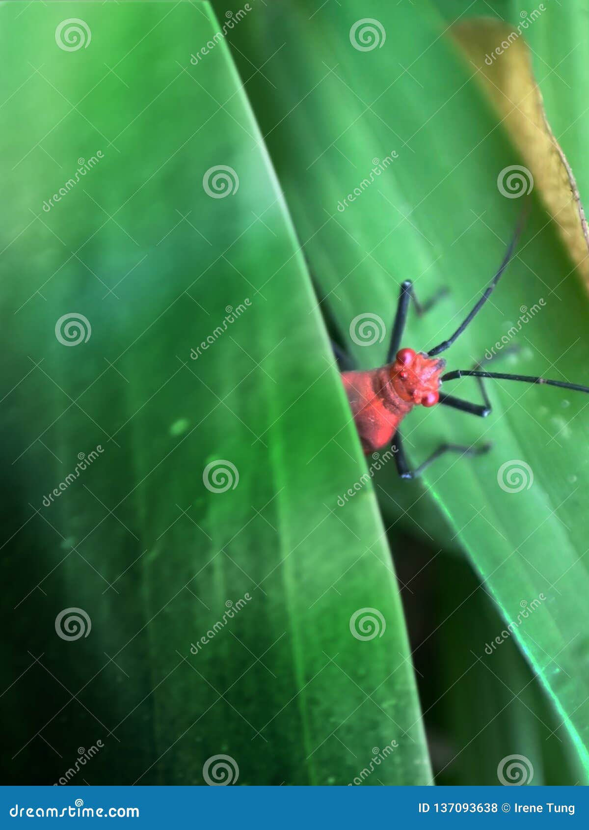 Red Bugs on the Tree / Bugs on the Leaf Stock Photo - Image of color ...
