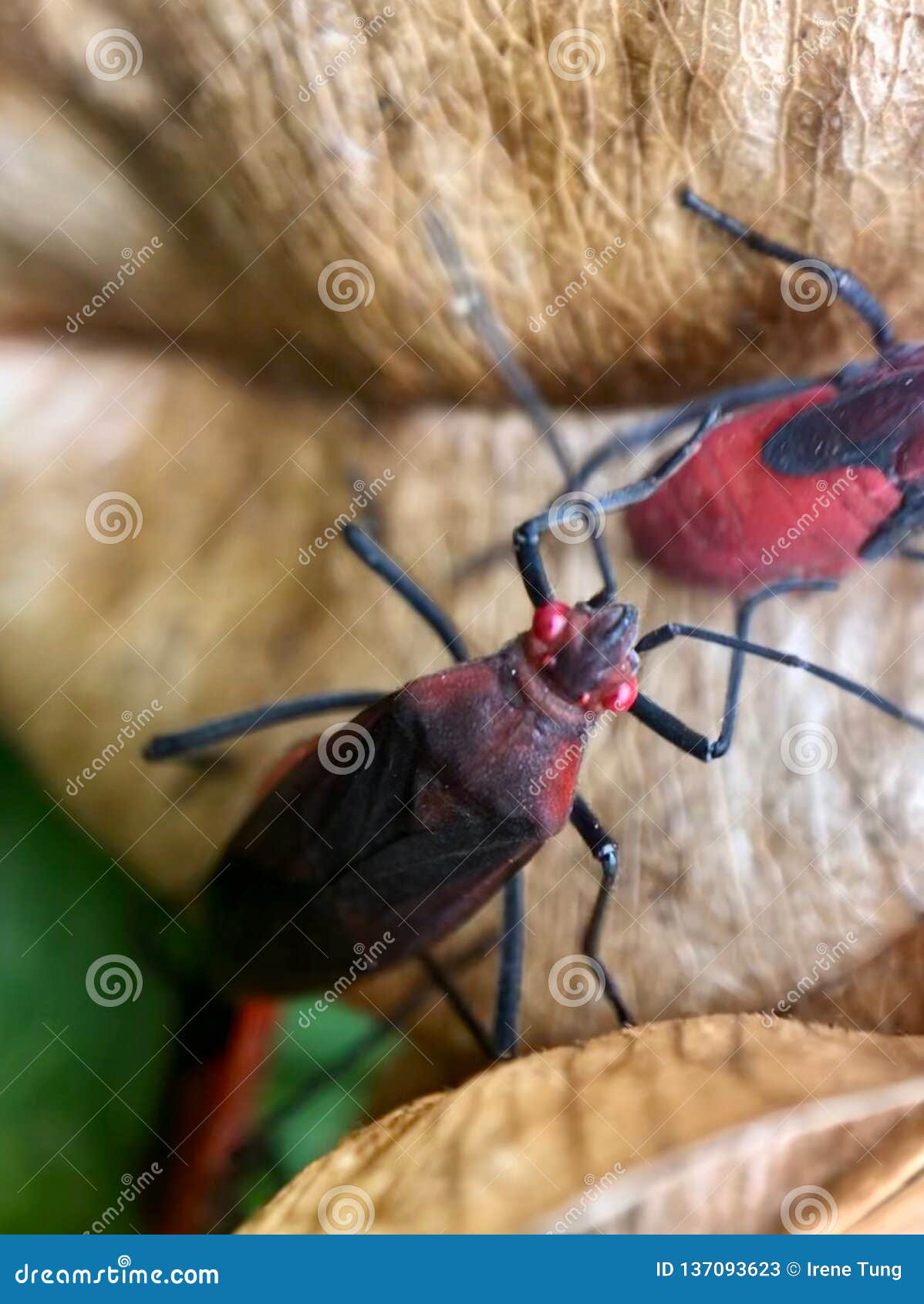 Red Bugs on the Tree / Bugs on the Soapberry Stock Image - Image of ...