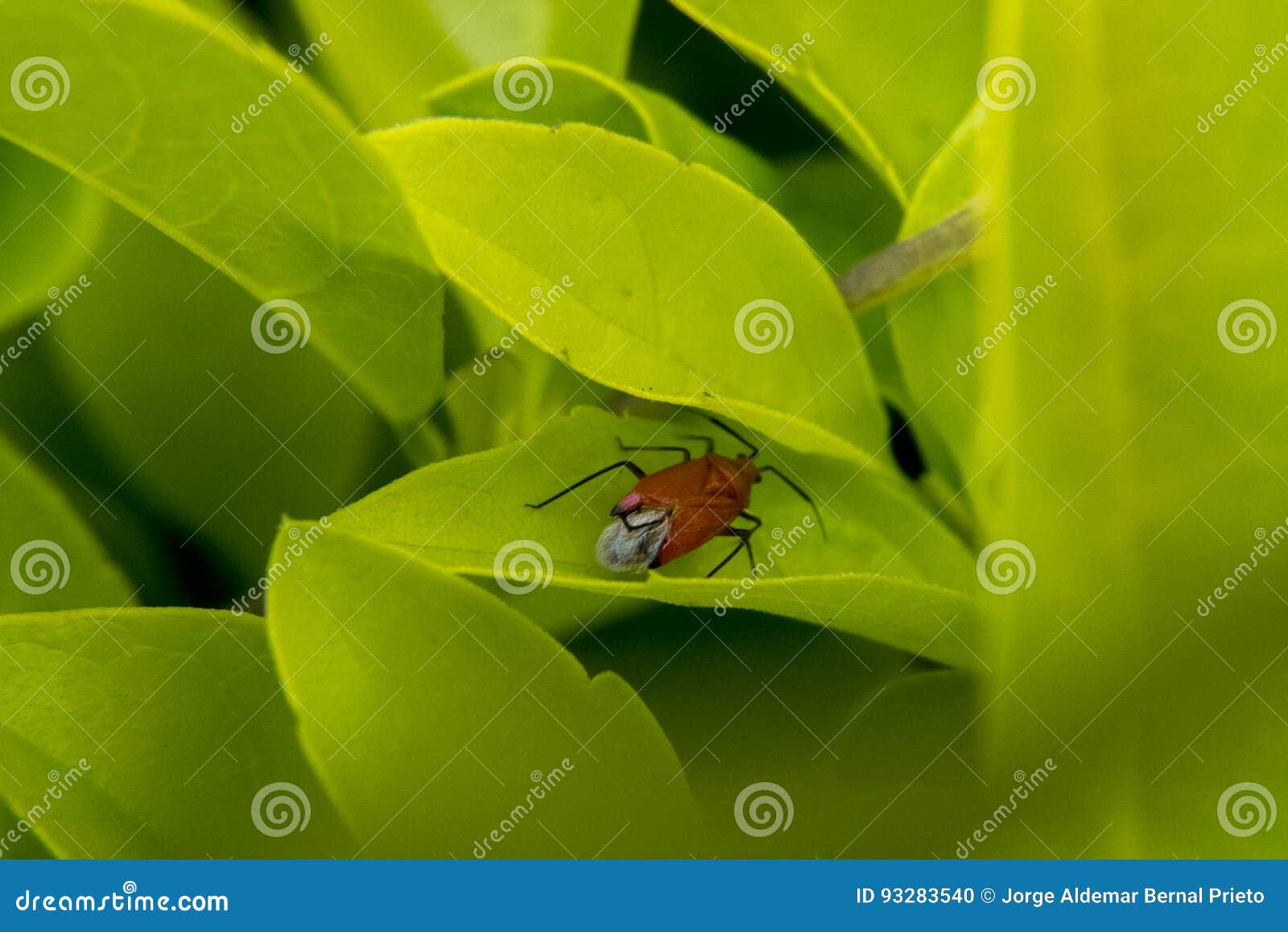 Red Bugs with Wings in Some Leaves Stock Photo - Image of closeup ...