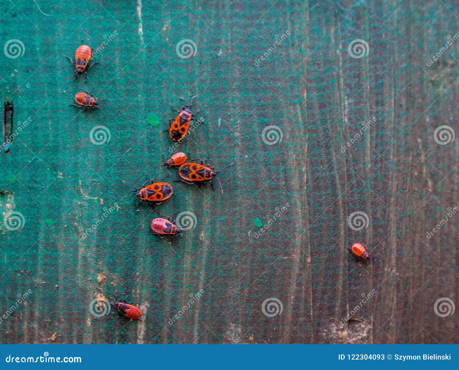 Red bugs on a wooden board stock image. Image of insect - 122304093