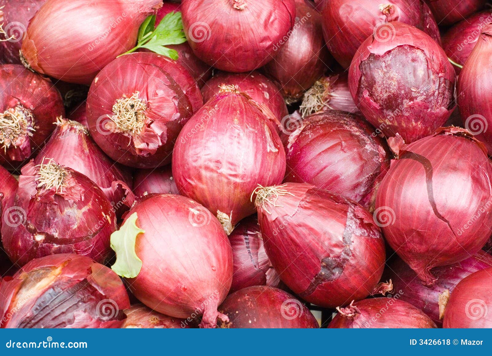 Red bulb onion stock photo. Image of farm, culinary, healthful - 3426618
