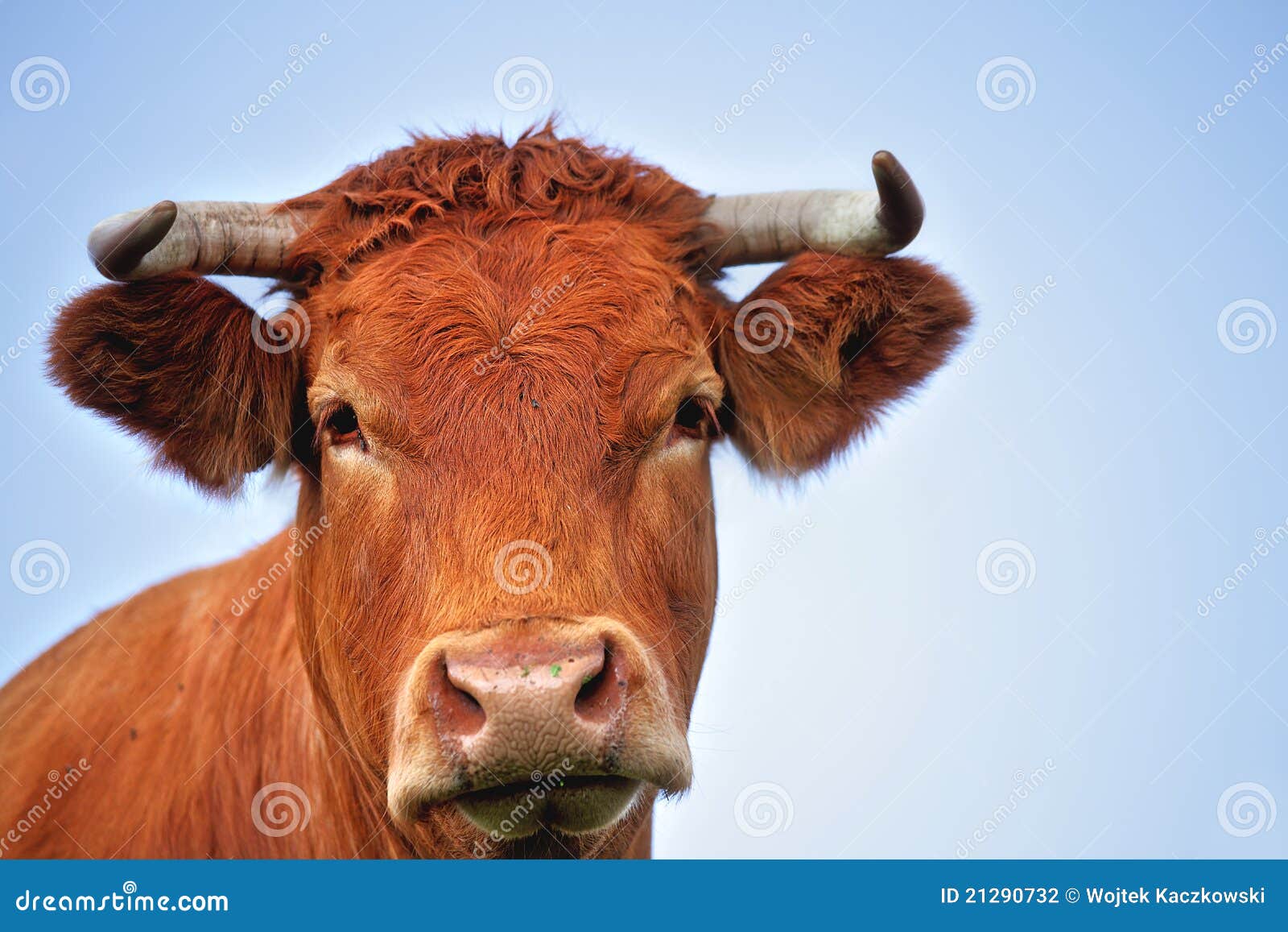 Red bull stock photo. Image of heifer, holland, calf - 21290732