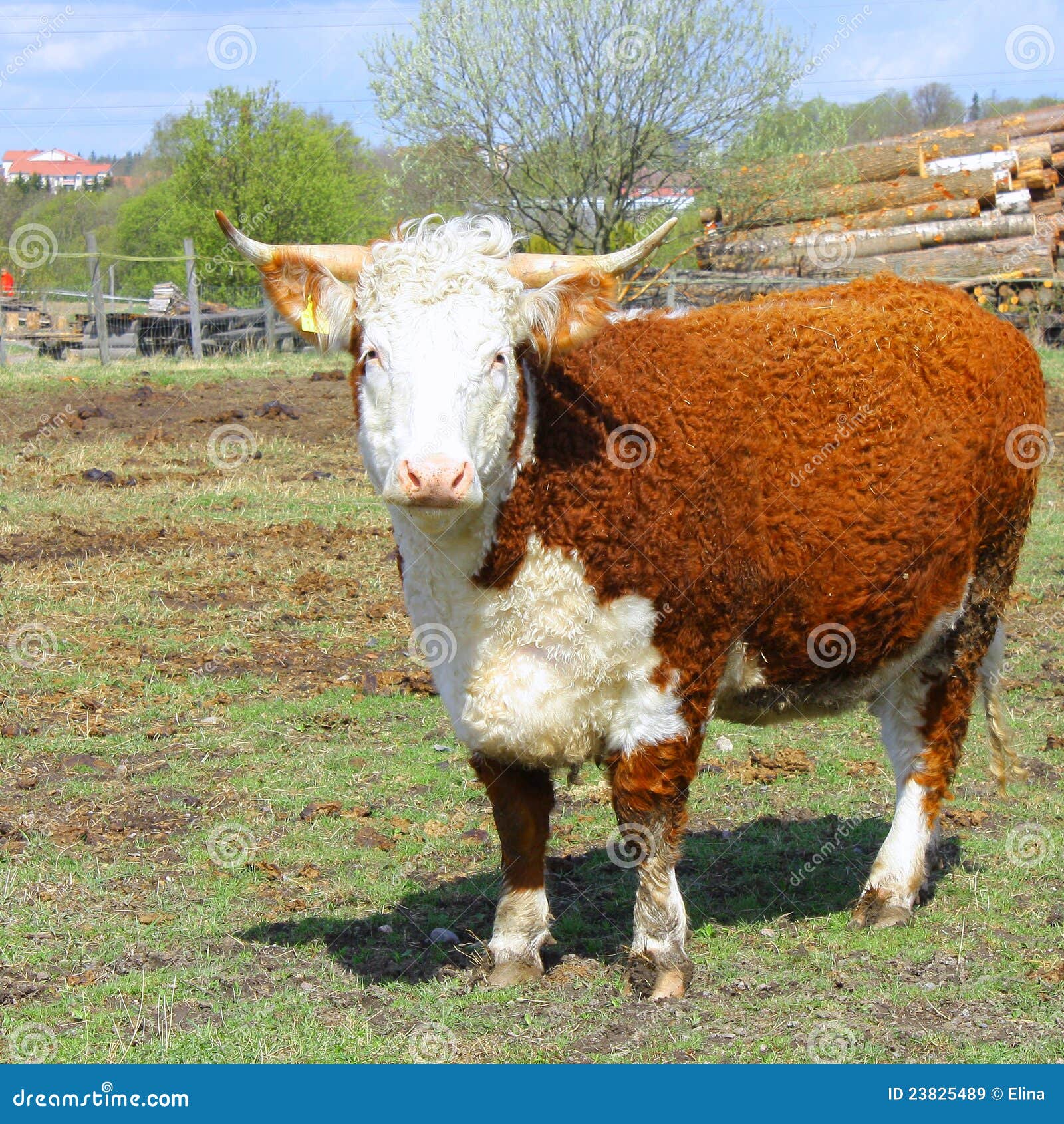 Red bull stock image. Image of cattle, mammal, farming - 23825489