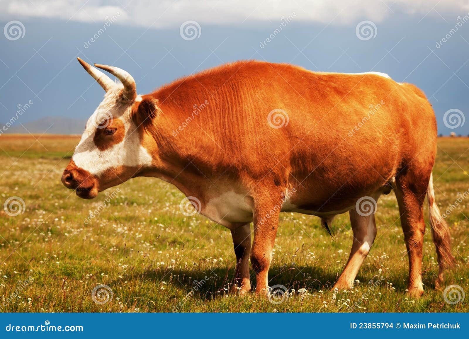 Red bull stock photo. Image of portrait, cattle, meadow - 23855794