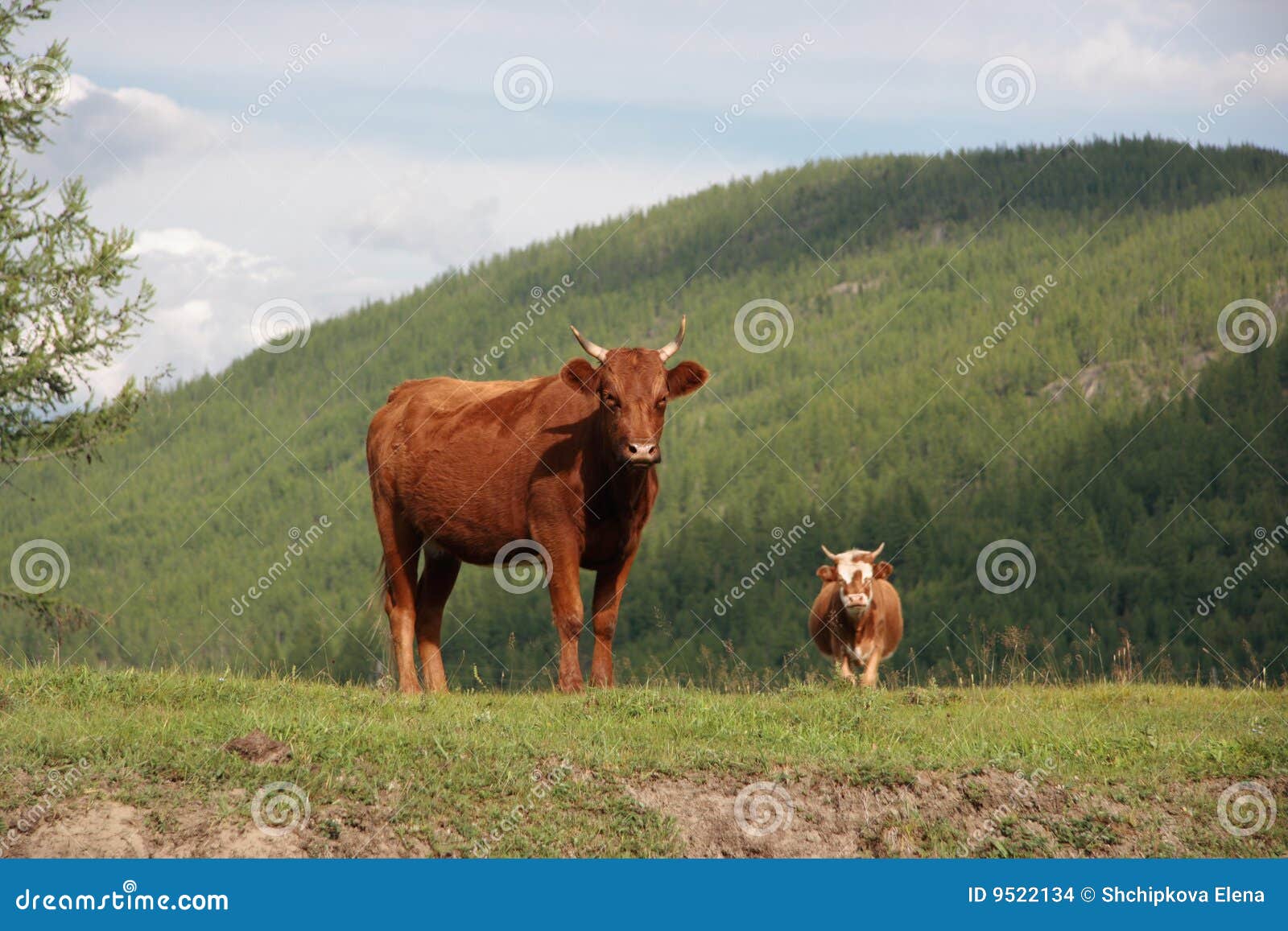 Red bull stock photo. Image of bull, land, grass, farming - 9522134
