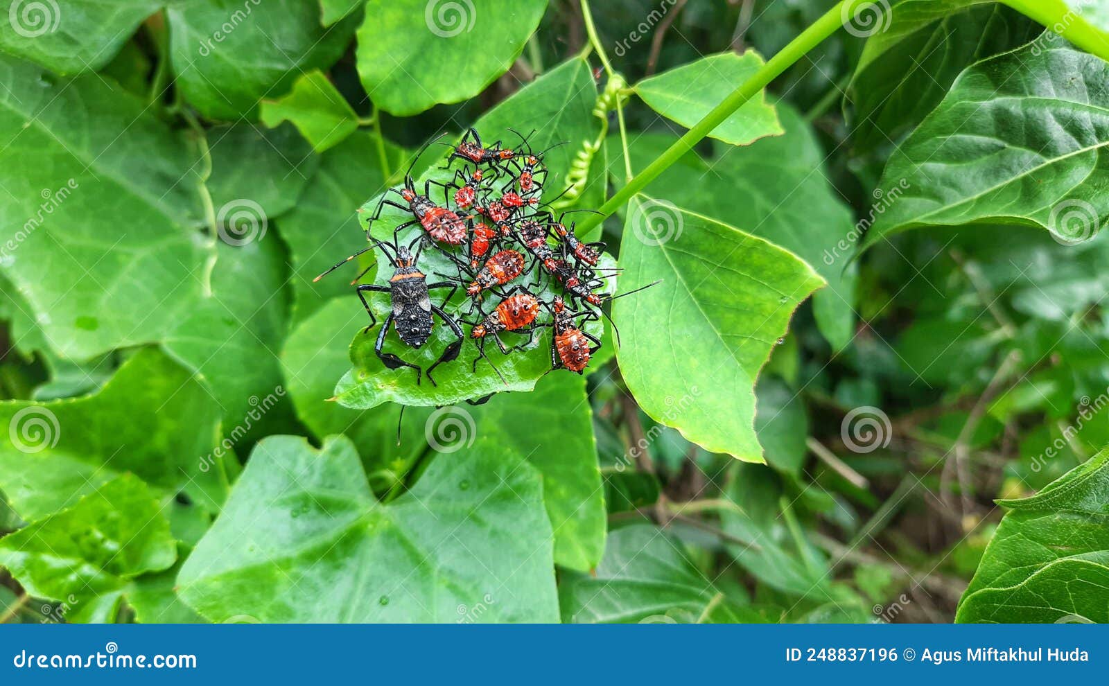 Red Bull Assassin Bug on Leaf Stock Photo - Image of bull, leafe: 248837196