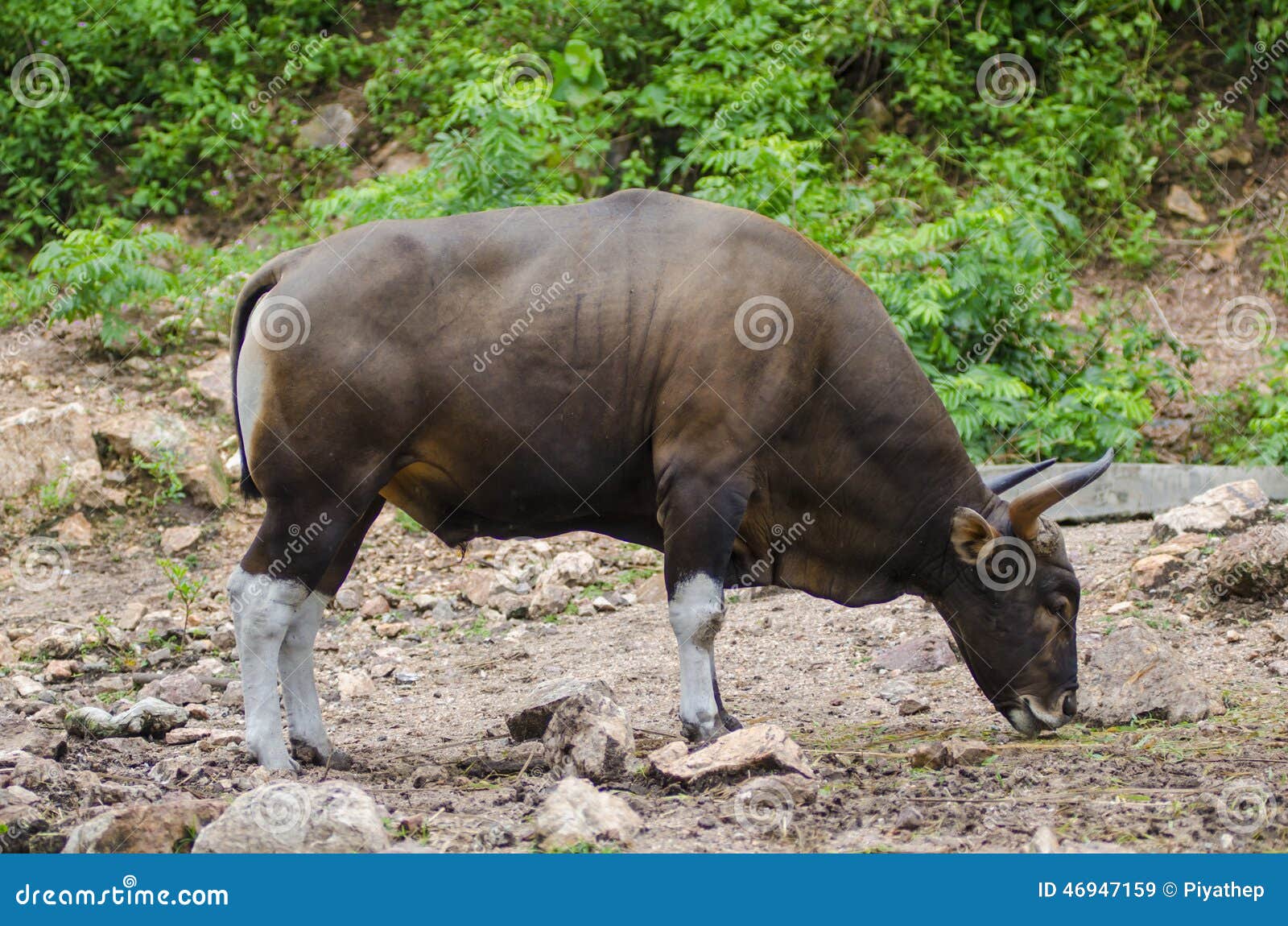 Red Bull ,Banteng in the Forest Stock Image - Image of dangerous ...