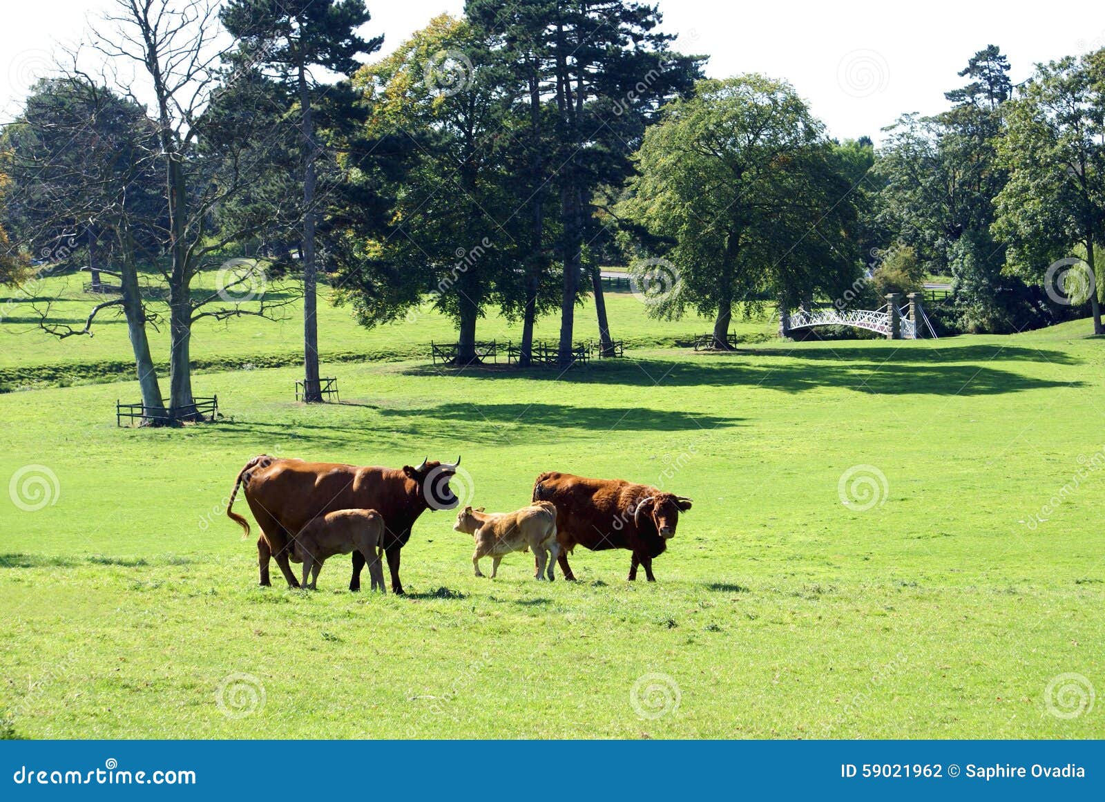 Red bull beef cattle stock photo. Image of farm, cattle - 59021962