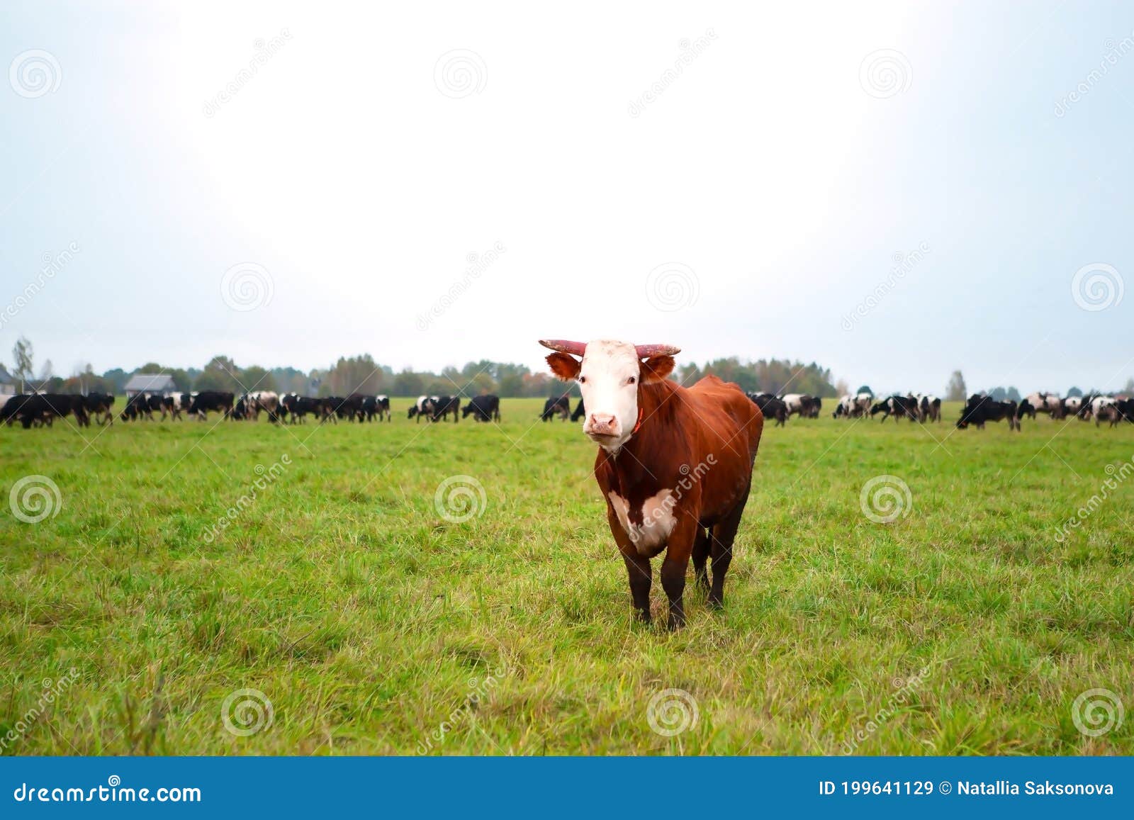 The Red Bull is Different from the Rest of the Bulls in the Herd, in ...