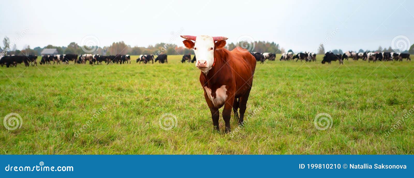 The Red Bull is Different from the Rest of the Bulls in the Herd, in ...