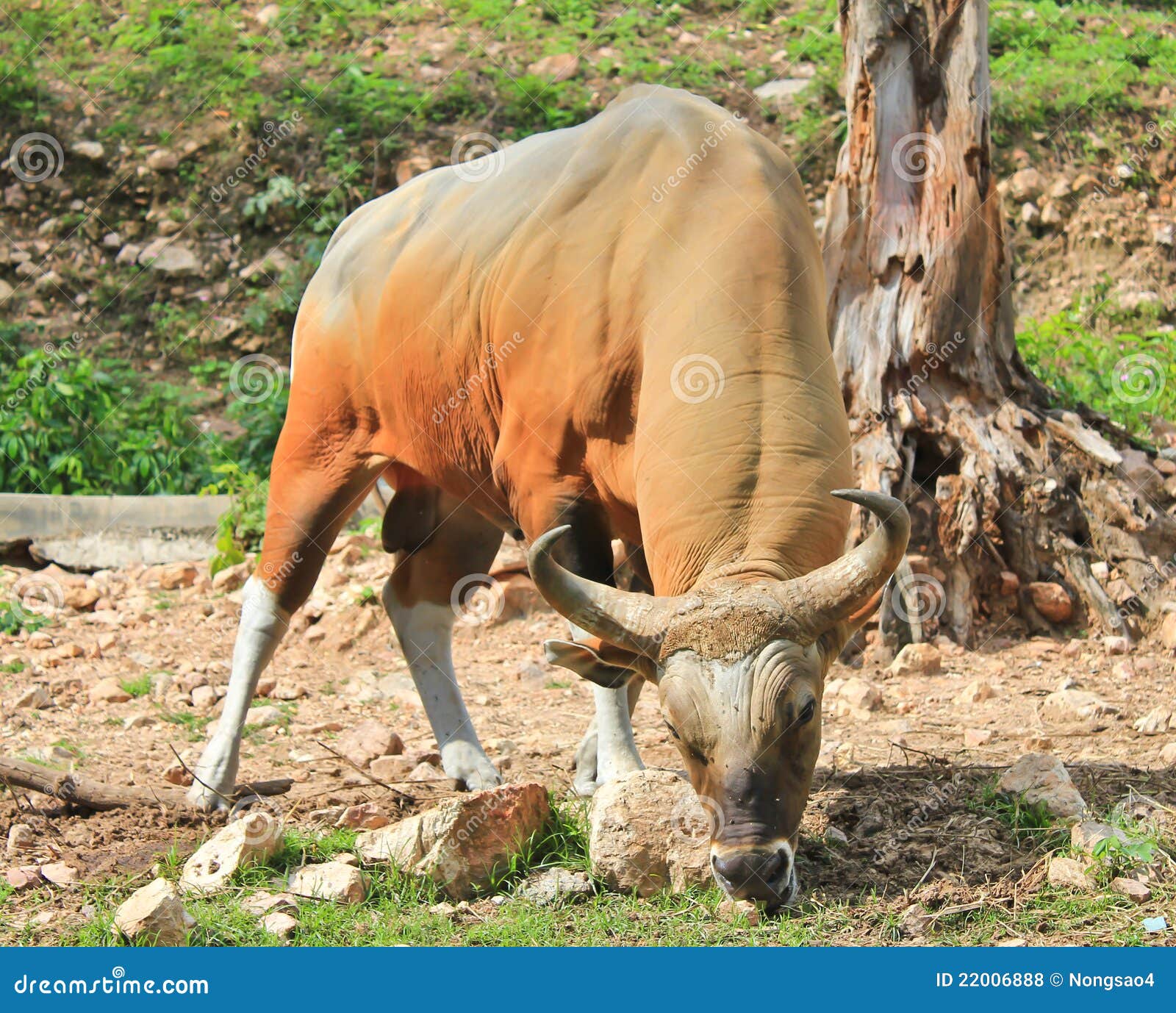 A red bull eating grass stock photo. Image of forecast - 22006888