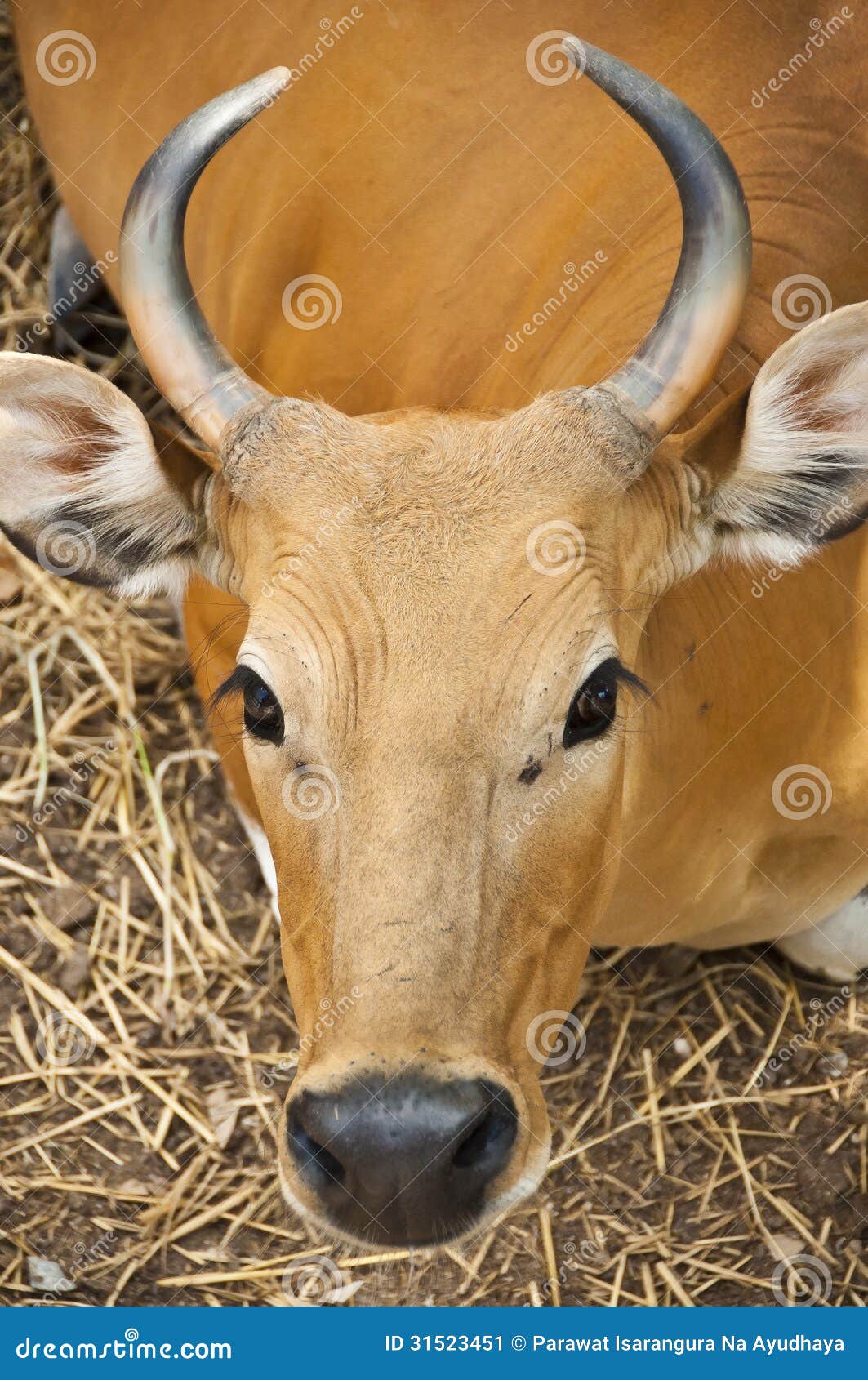 Red bull. stock image. Image of cattle, horns, green - 31523451