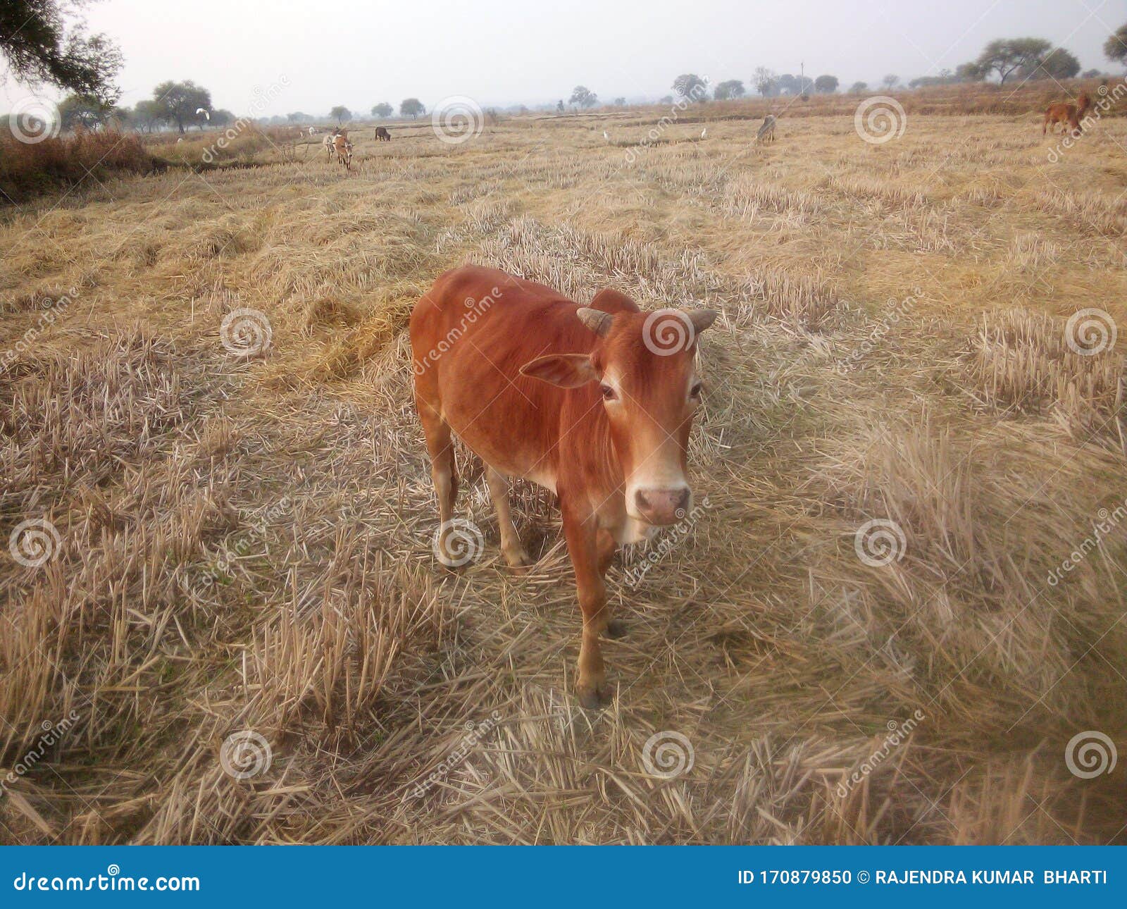 Red Bull Grazing in the Field Stock Photo - Image of grazing, field ...
