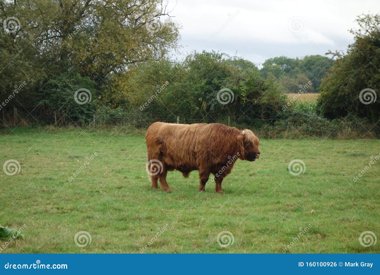 Red Bull Standing in a Field Stock Photo - Image of hairy, standing ...