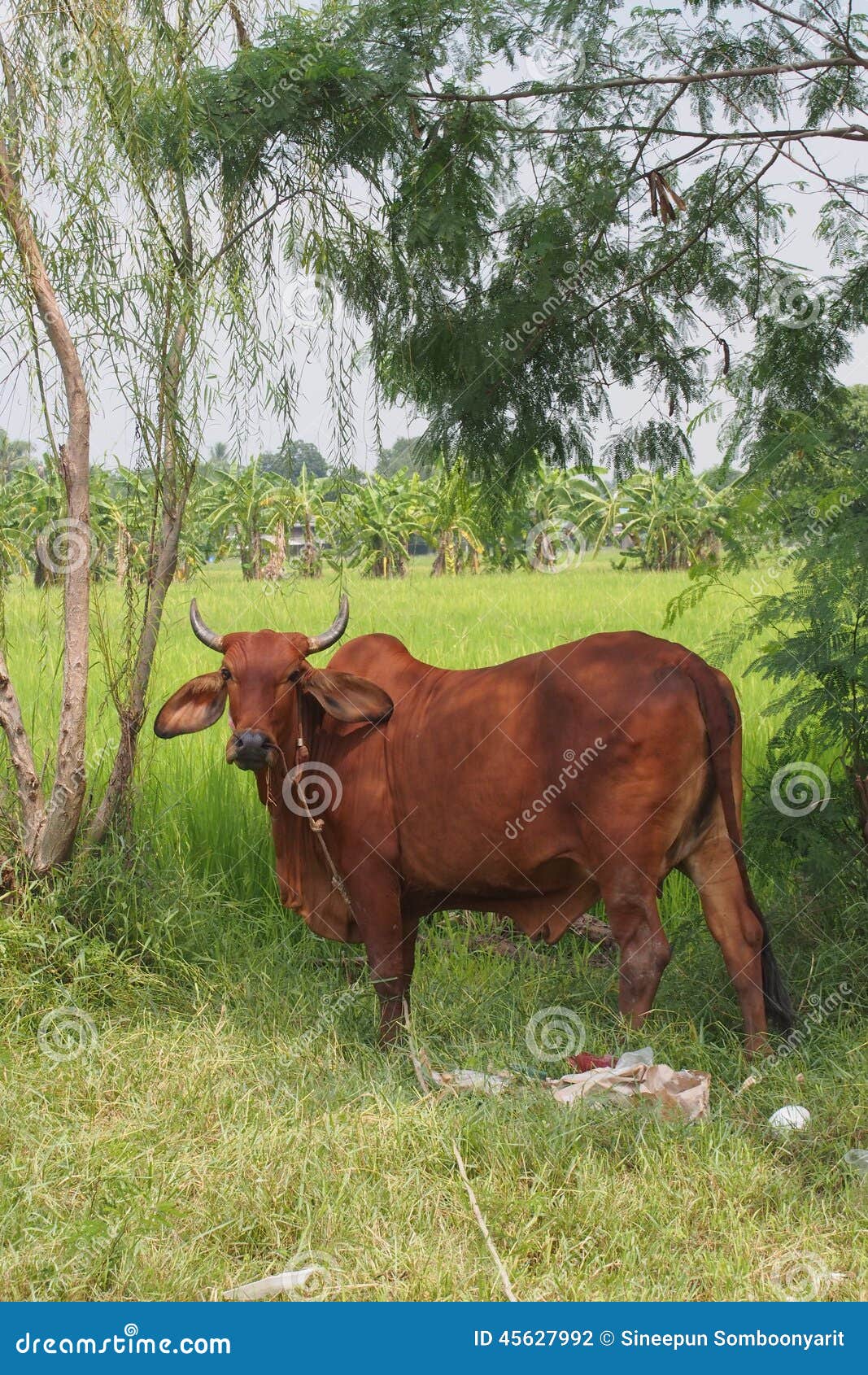 Red bull standing stock photo. Image of farm, nature - 45627992
