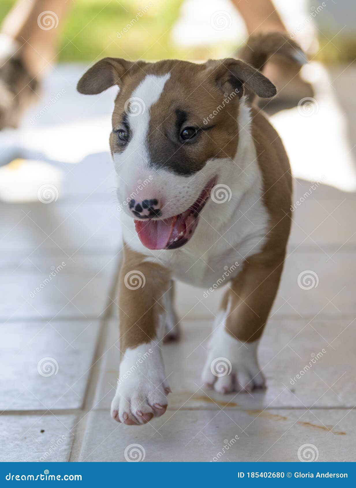 Red Bull Terrier Puppy on the Tile Stock Photo - Image of green, baby ...