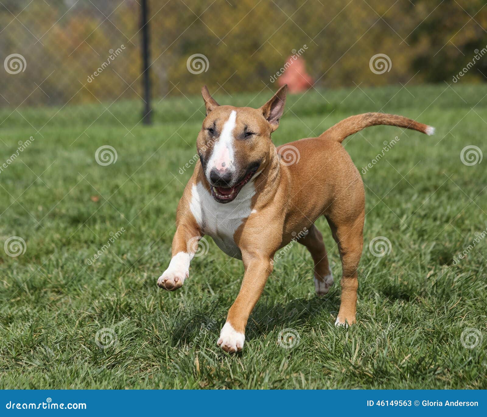 Red Bull Terrier Running through the Park Stock Image - Image of ...