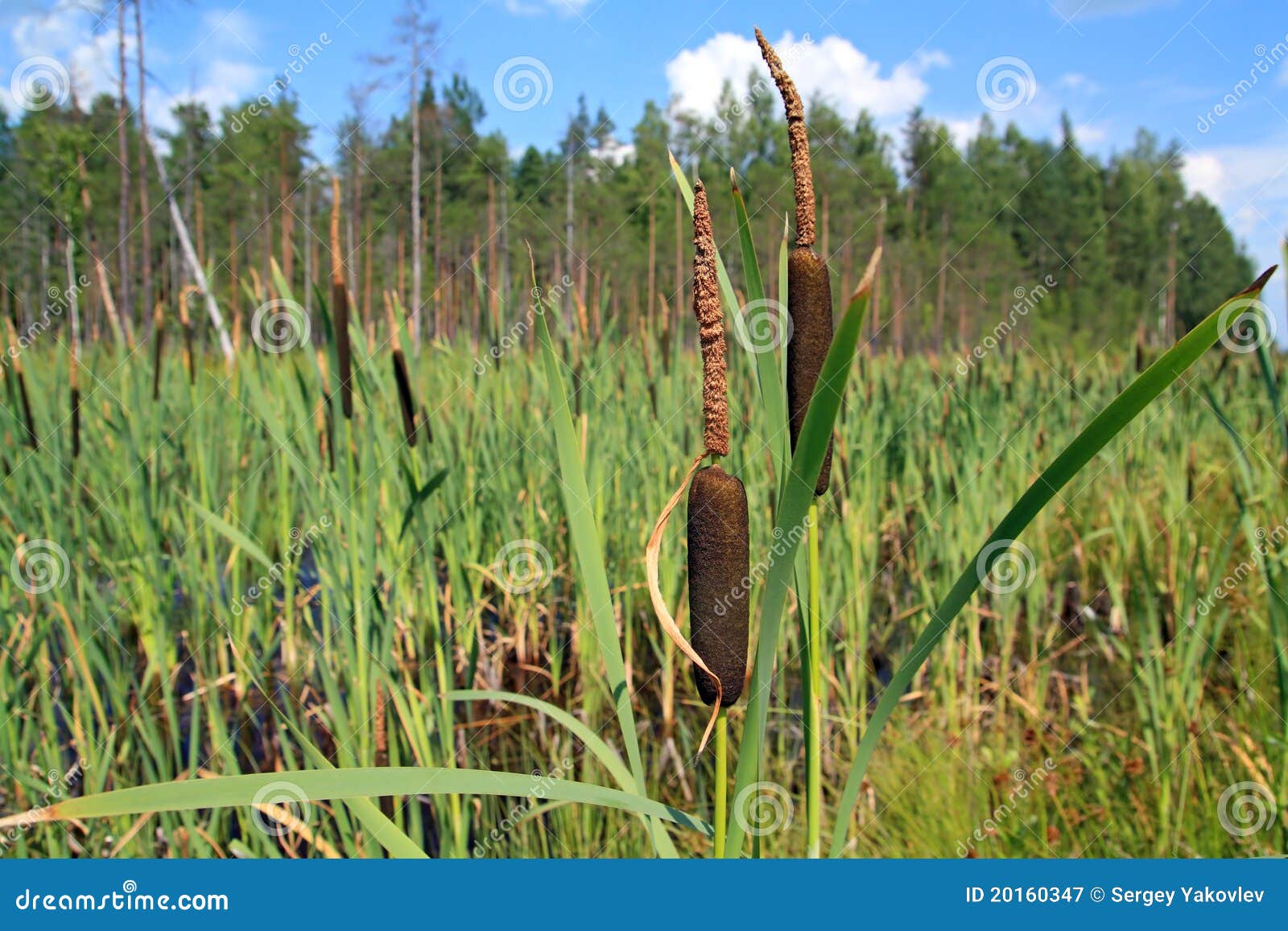 Red bulrush stock image. Image of bullrush, grass, park - 20160347
