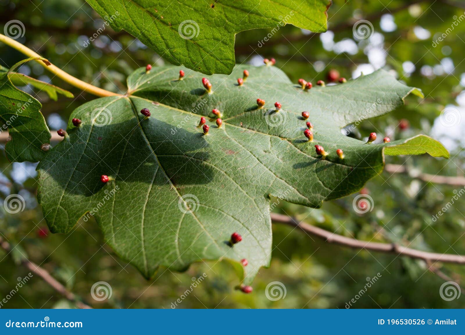 Red bumps on maple leaf stock photo. Image of eriophyidae - 196530526