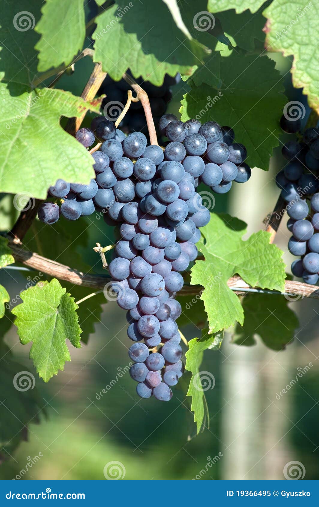 Red bunch of grape stock image. Image of organic, colorful - 19366495